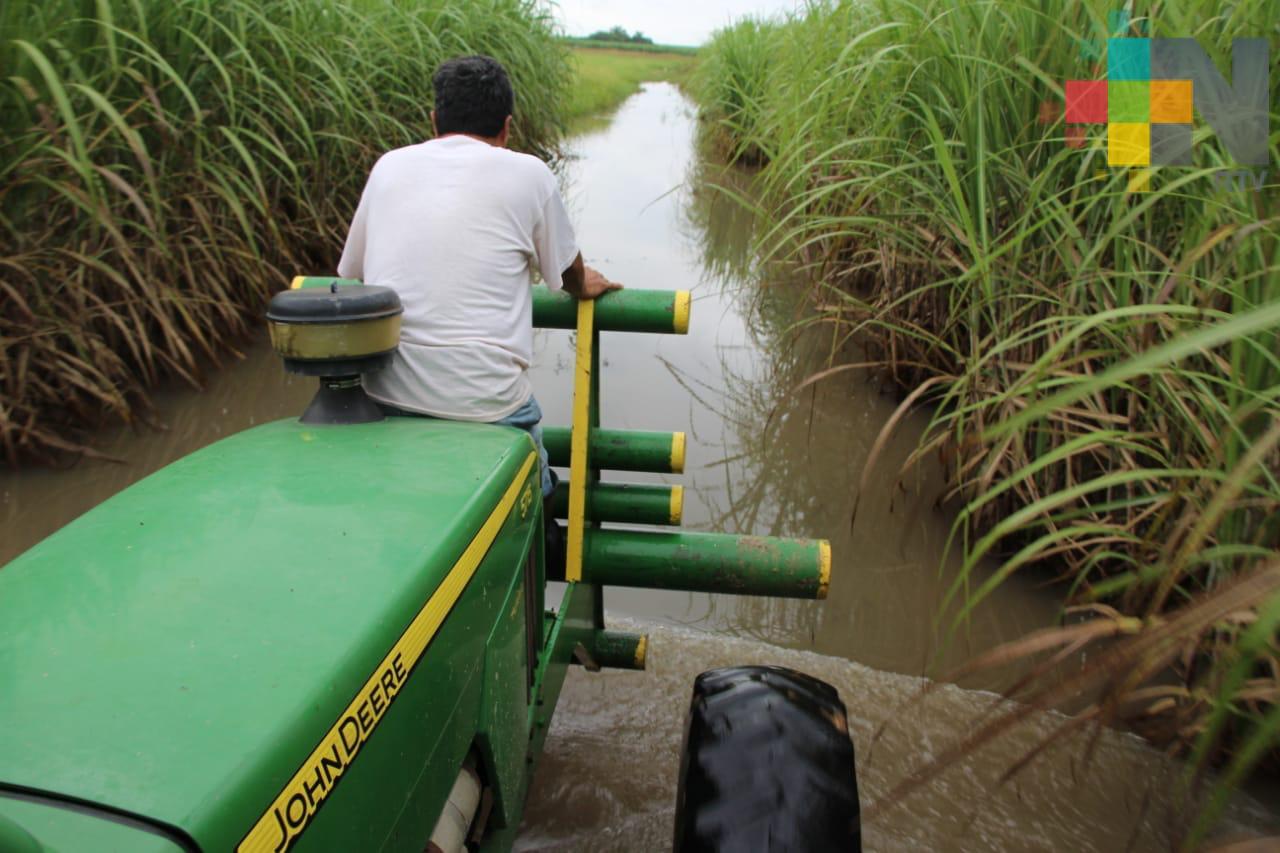 Productores De Arroz Del Municipio De Tres Valles Con Pérdida Total En