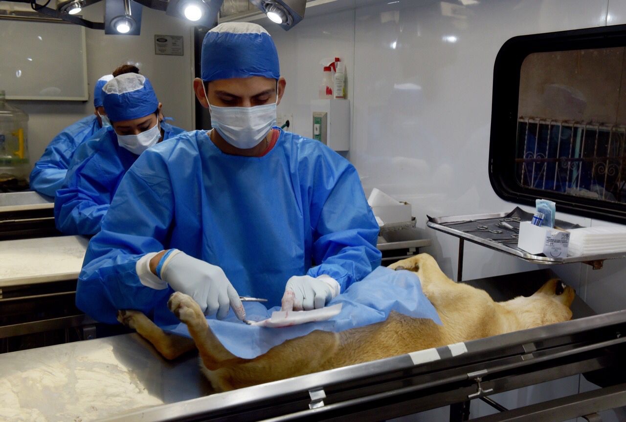 Anuncian Jornadas De Esterilización Canina Y Felina Gratuitas En El