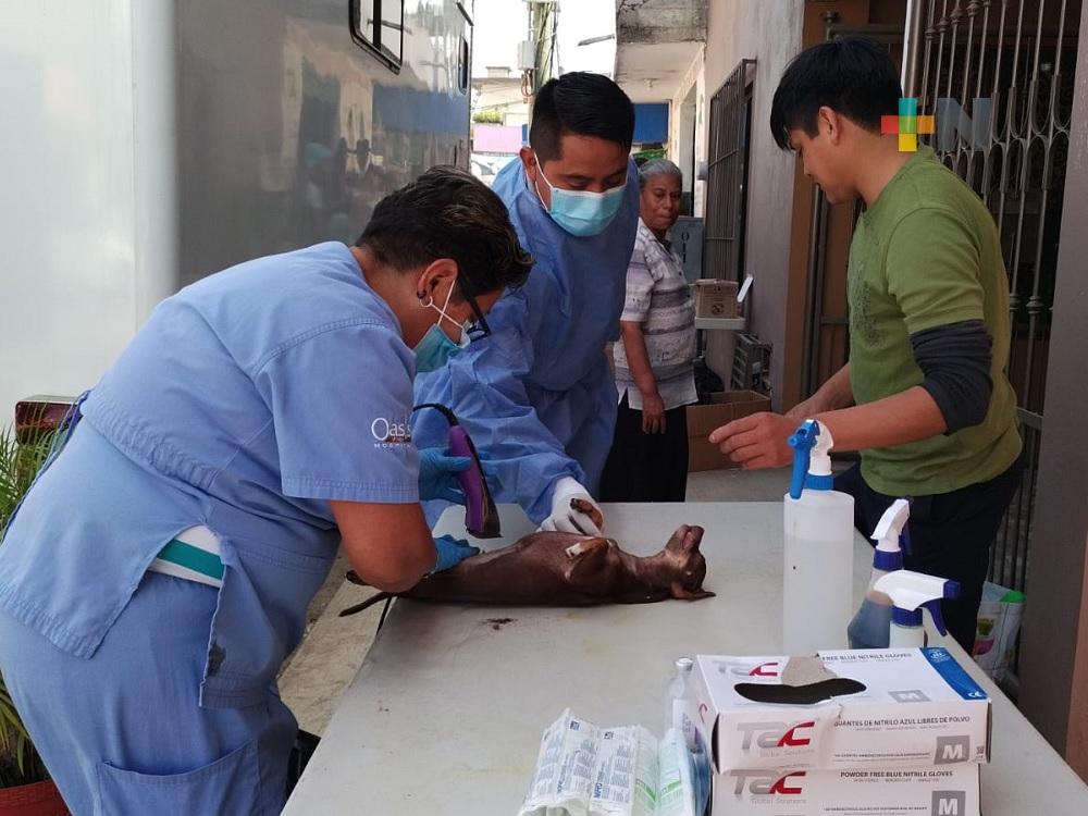 Jornadas De Esterilización Gratuitas Deben Dar Prioridad A Perros De La