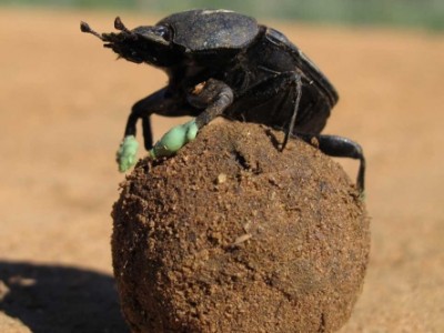 Escarabajo rodador de estiércol | RADIOMÁS