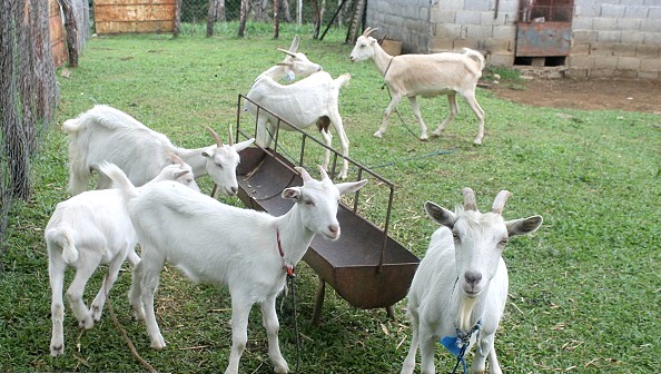 Producción caprina | RADIOMÁS